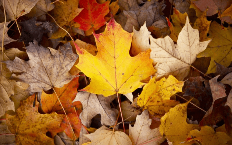 Feng Shui Tips for the Fall Season (2025 Guide) - Feng Shui Lucky ...